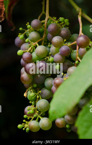 Almost ripe grapevine, with fruit, red grape grapes, Netherlands Stock ...