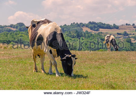 Cows in Galicia, Spain. cow farm spanish galician Stock Photo: 62771418 ...