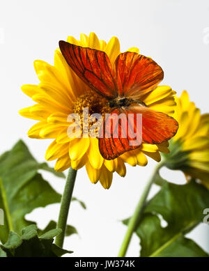 Orange Albatross Butterfly on Gerbera Daisy flower Stock Photo - Alamy