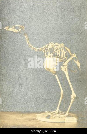 Rodrigues Solitaire skeleton Stock Photo - Alamy
