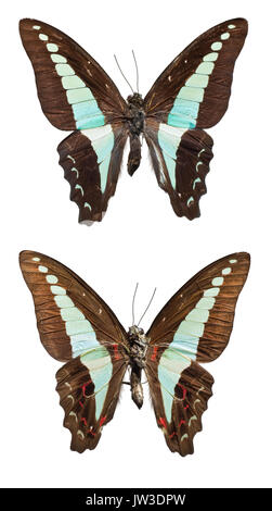 Blue triangle butterfly in flight Stock Photo - Alamy