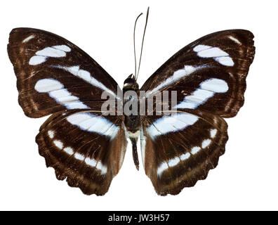 Colour Sergeant (Athyma nefte Stock Photo - Alamy