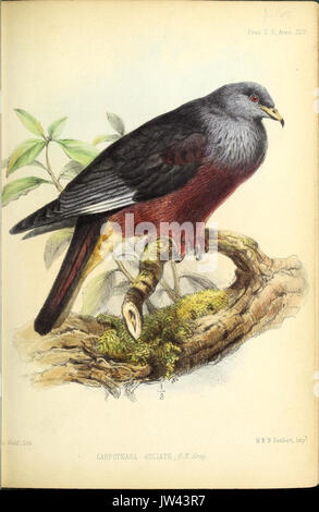 Ducula goliath plate 1859 Stock Photo - Alamy