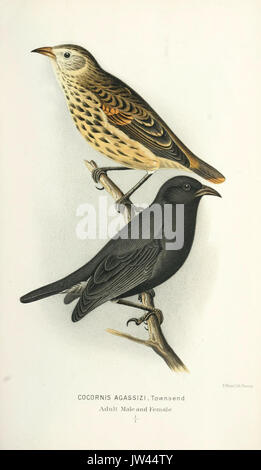Cocornis agassizi = Pinaroloxias inornata, cocos finch Stock Photo - Alamy