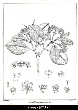 Carallia (Carallia brachiata Stock Photo - Alamy