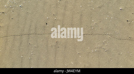 beetle footprint in sand Stock Photo - Alamy