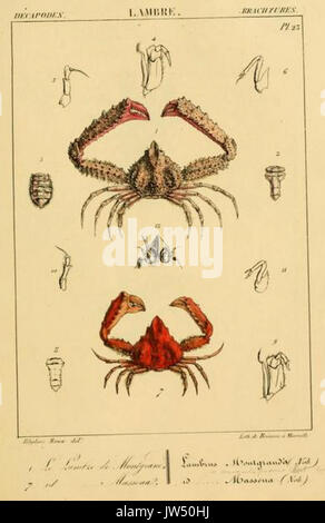 Derilambrus angulifrons Parthenope massena Stock Photo - Alamy