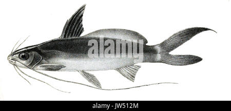 Macrones cavasius Mintern 100 Stock Photo - Alamy