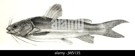 Macrones vittatus Mintern 98 Stock Photo - Alamy