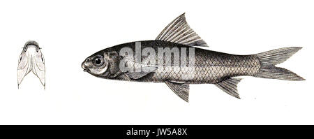 Labeo boga Griesbach 128 Stock Photo - Alamy