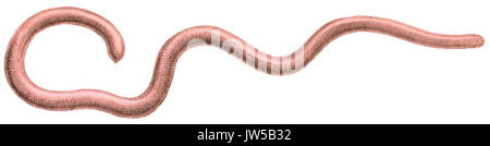 Typhlops vermicularis3 white background Stock Photo - Alamy