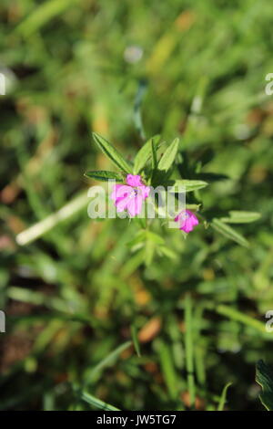 Small purple weed flowers on a tree trunk Stock Photo - Alamy