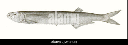 Chirocentrus dorab Achilles 166 Stock Photo - Alamy