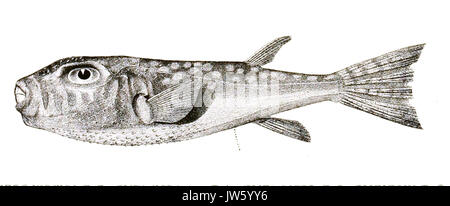 Tetrodon hyselogenion Achilles 183 Stock Photo - Alamy