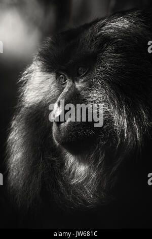 portrait of a Lion-tailed Macaque monkey Stock Photo - Alamy