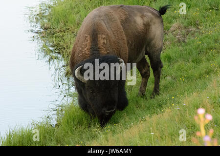 American Bison (Bison bison) grazing on banks of Firehole River ...