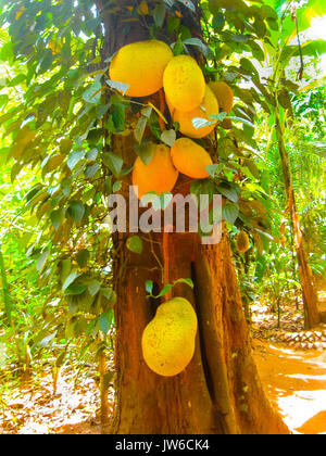 Breadfruit in Africa Stock Photo - Alamy