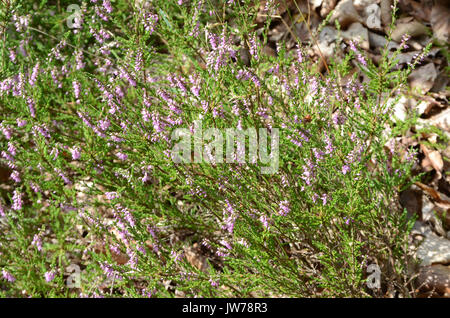 Close up of withered lilac flowers among fresh green leaves. Natural ...