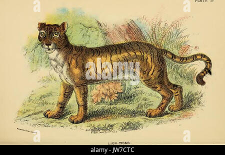 Lydekker Lion Tiger Stock Photo - Alamy