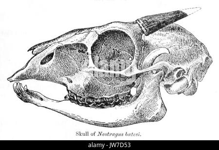 Neotragus batesi skull Stock Photo - Alamy