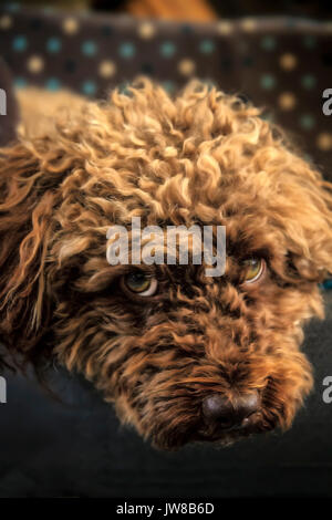 Cockapoo is a cross between a cocker spaniel and poodle Stock Photo - Alamy