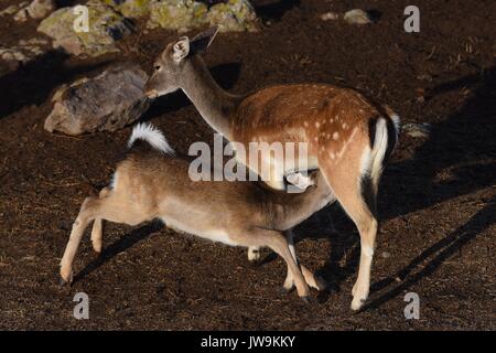 Little fallow deer suckled by his mother Stock Photo - Alamy