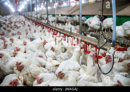 Sick chicken or Sad chicken in farm,Epidemic, bird flu, health problems ...