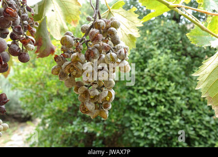 Powdery Mildew Uncinula necator on grapevine leaf Stock Photo - Alamy