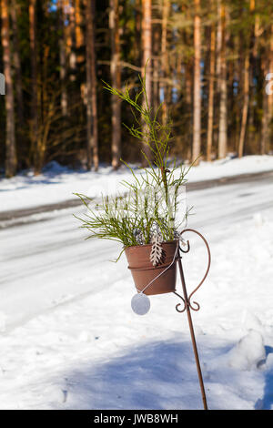 Pot with blueberry greenery near road at winter. Sign of turn to ...