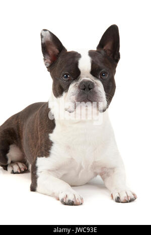 Studio head portrait of purebred Boston Terrier puppy with cute facial ...