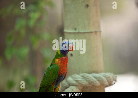 Amazing tropical birds from around the world Stock Photo - Alamy