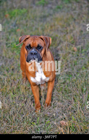Boxer (Canis familiaris) portrait of brindle adult Stock Photo - Alamy
