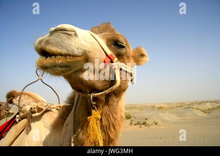 A camel in the Taklamakan Desert near Hetian along the Silkroad, Xinjiang, Uygur Autonomous ...