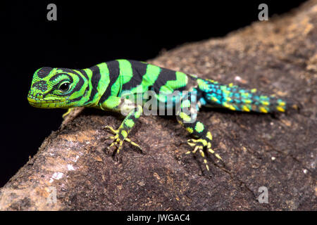Green thornytail iguana (Uracentron azureum Stock Photo - Alamy