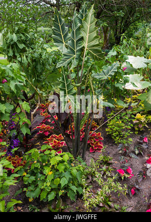 Kris Plant (Alocasia sanderiana Stock Photo - Alamy