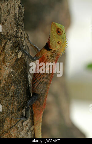 Oriental garden lizard, Ari Atol, Maldives Stock Photo - Alamy
