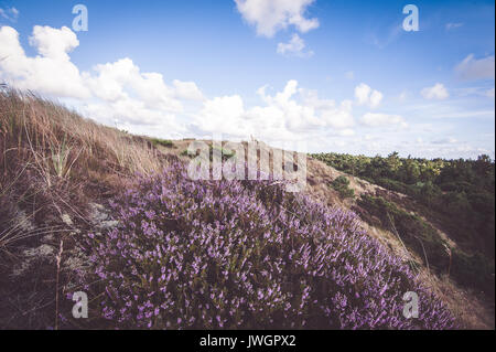 Heathland landscape of Jutland, Denmark Stock Photo - Alamy