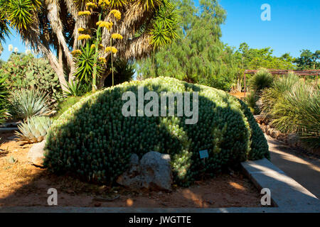 Cactus garden at island Majorca, Balearic Islands, Spain Stock Photo ...