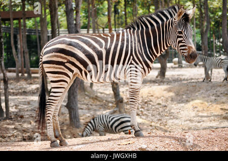 The unique stripes of zebras make these among the animals most familiar ...