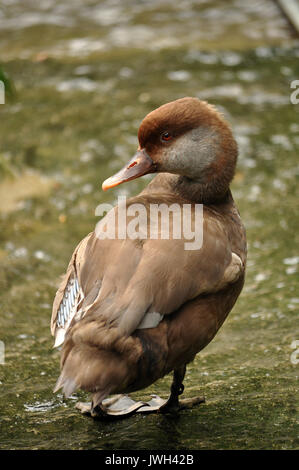 Duck is the common name for a large number of species in the waterfowl ...
