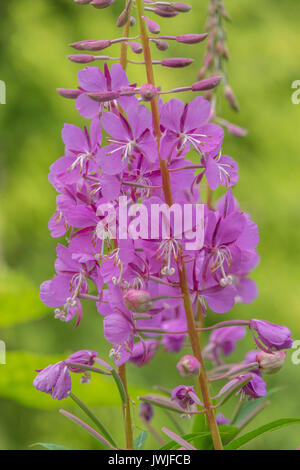 close up of rosebay willowherb or fireweed (Chamerion angustifolium ...