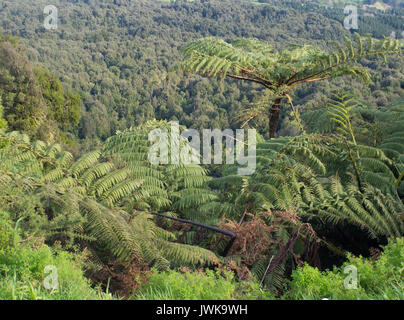 Kaimai Mamaku Forest Park Stock Photo - Alamy