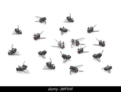 Many dead flies isolated on white background Stock Photo - Alamy