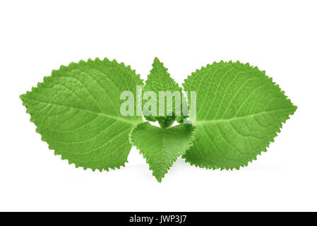 Medicinal plant Indian Country Borage or Coleus amboinicus India ...