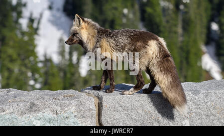 Cascade Red Fox or Silver Phase Red Fox Vulpes vulpes cascadensis at ...