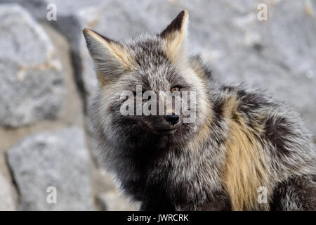 Cascade Red Fox or Silver Phase Red Fox Vulpes vulpes cascadensis at ...