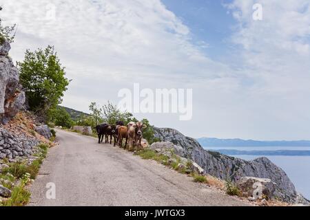 Cows on mountain road. Sveti Jure mountain, Biokovo, Croatia Stock ...
