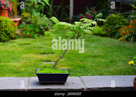 Bonsai Rowan tree in a blue pot Stock Photo - Alamy
