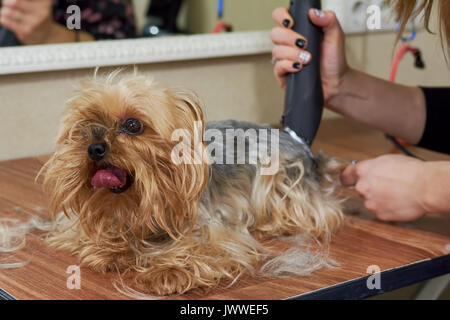 Yorkshire terrier getting groomer haircut with scissors Stock Photo - Alamy