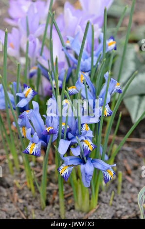 Iris reticulata 'Gordon’ Stock Photo - Alamy